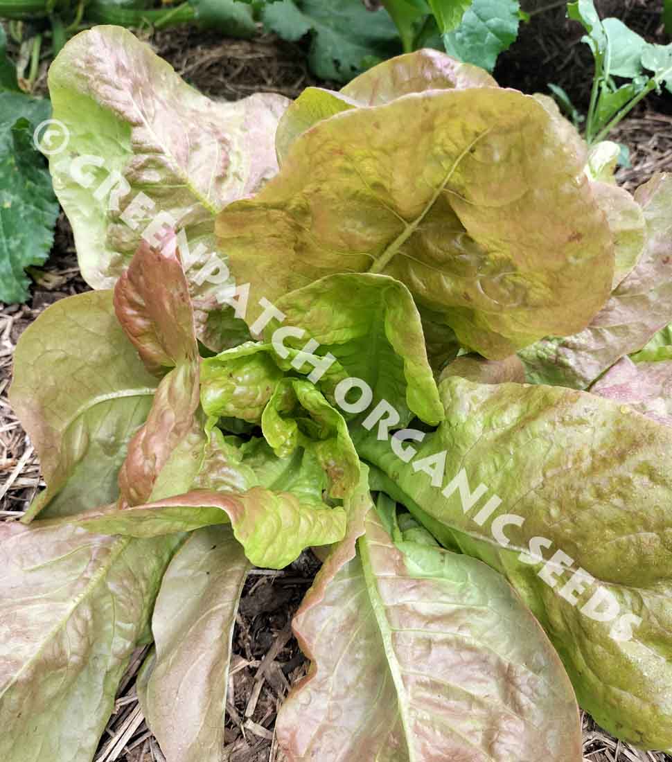 Lettuce Seed Heirloom Varieties - Greenpatch Organic Seeds