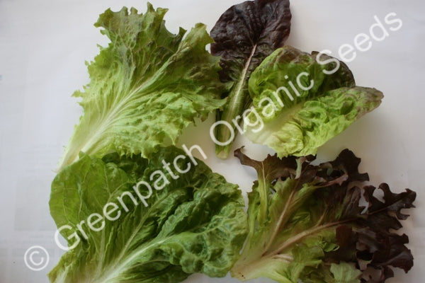 Mesclun Mix - Lettuce - Greenpatch Organic Seeds