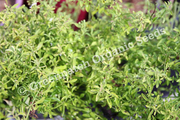 Mint Native Pennyroyal 'Bush Mint' - Greenpatch Organic Seeds