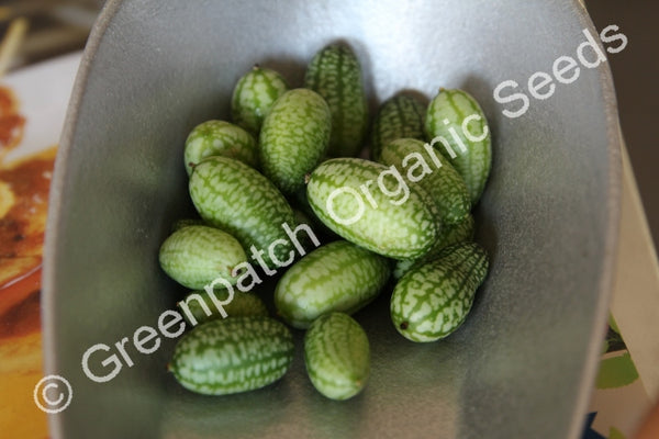 Mousemelon Seed - Greenpatch Organic Seeds