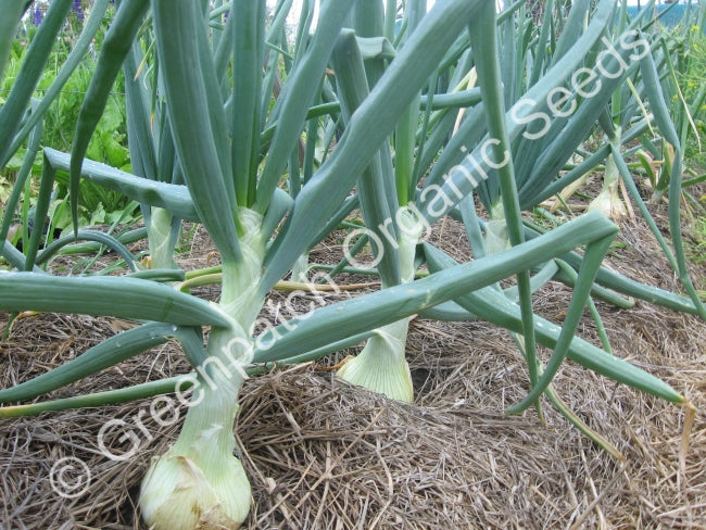Onion Seed - Greenpatch Organic Seeds