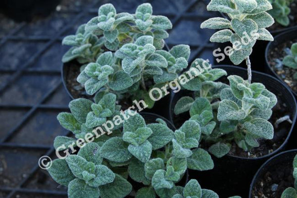 Dittany of Crete Oregano Plants - Oreganum dictamnus - Greenpatch ...