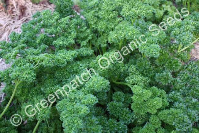 Parsley Seed - Greenpatch Organic Seeds
