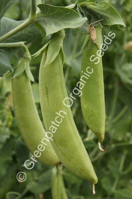 Peas & Snowpea Seed - Greenpatch Organic Seeds