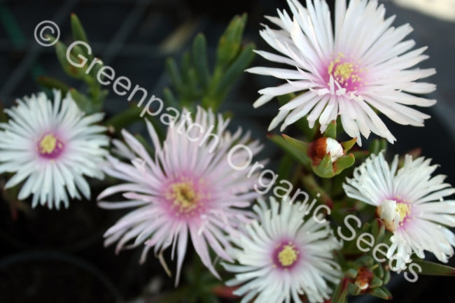 Clearance Lines - Greenpatch Organic Seeds