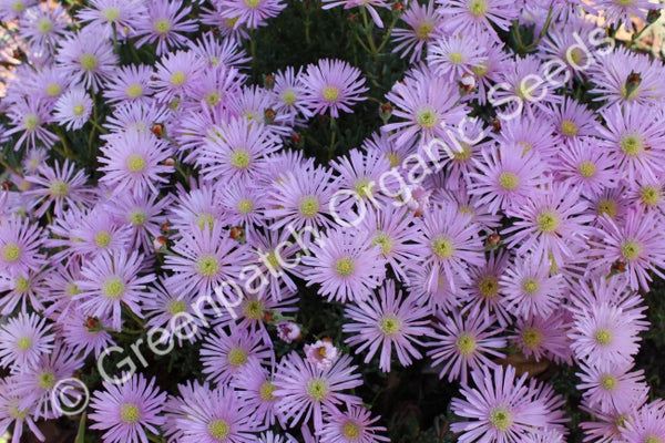 Prostrate Pigface Mauve Flowering Plant - Greenpatch Organic Seeds