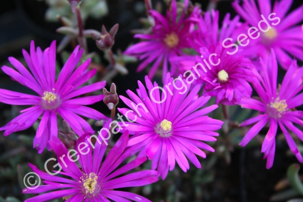 Purple Flowering Pigface Plant - Greenpatch Organic Seeds