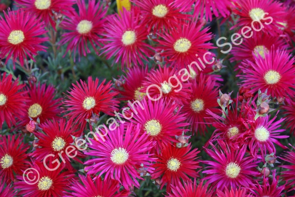 Red Flowering Pigface Plants - Greenpatch Organic Seeds