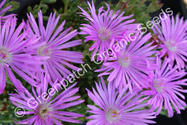 Pigface Upright Mauve Plants - Greenpatch Organic Seeds