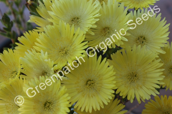 Yellow Flowering Pigface Plants - Greenpatch Organic Seeds