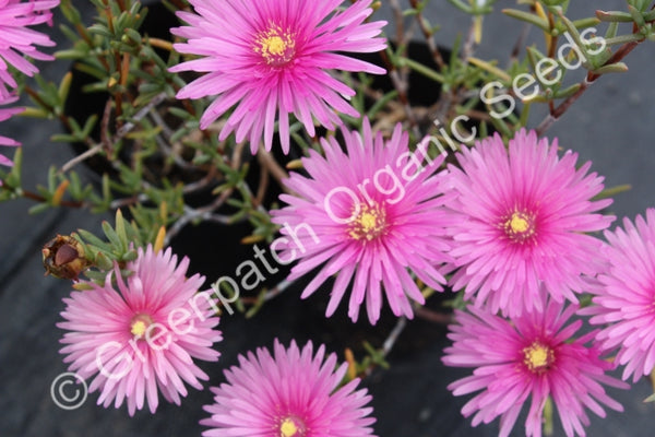 Bright Pink Flowering Pigface Plant - Greenpatch Organic Seeds