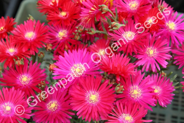Crimson Flowering Pigface Plants - Greenpatch Organic Seeds
