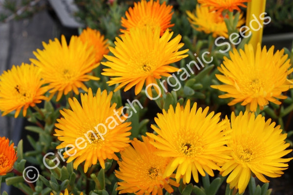 Gold Flowered Pigface plants - Greenpatch Organic Seeds