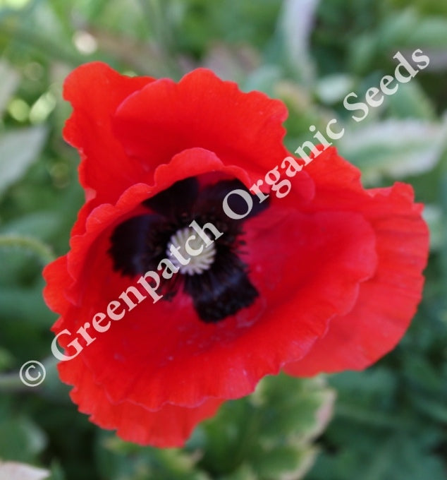 Flanders Poppy Seed - Greenpatch Organic Seeds