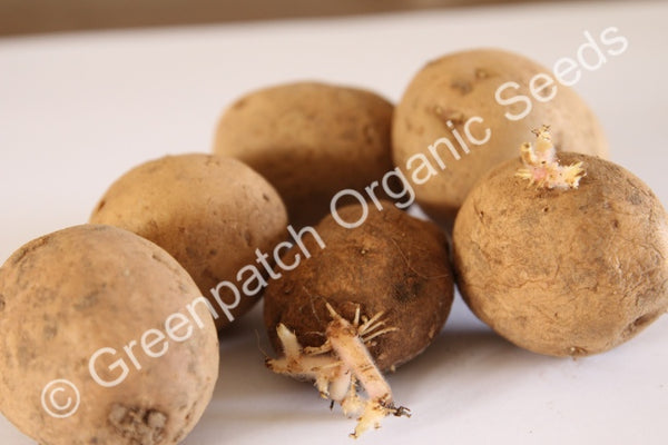 Seed Potato - Sebago - Greenpatch Organic Seeds