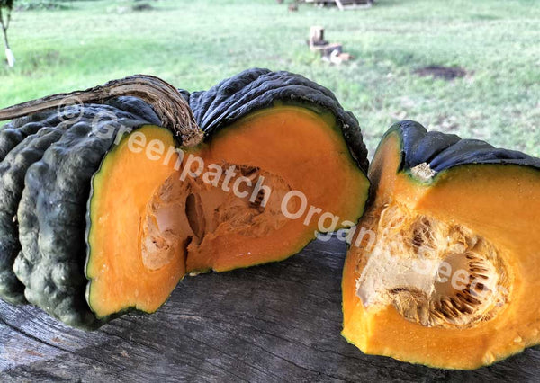 Ironbark Pumpkin Seed - Greenpatch Organic Seeds