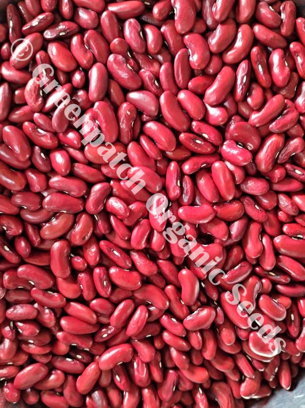 Bean Bush - Red Kidney - Greenpatch Organic Seeds