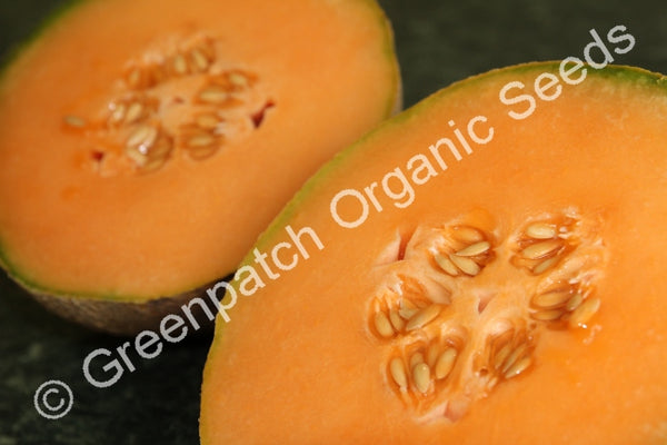 Rockmelon Seed - Greenpatch Organic Seeds