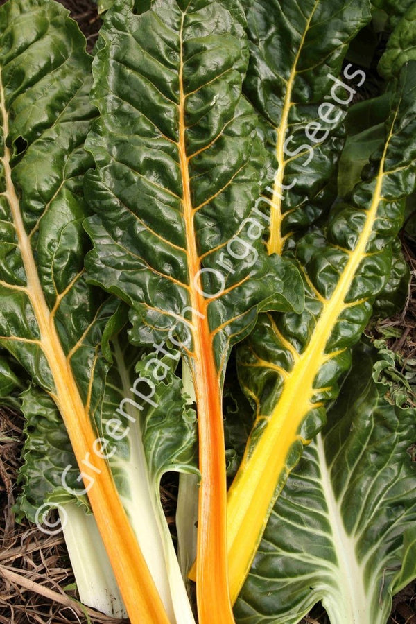 Silverbeet & Spinach Seed - Heirloom Varieities - Greenpatch Organic Seeds