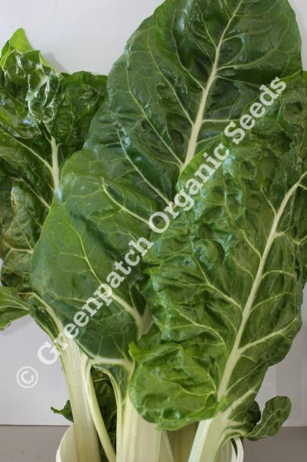 Silverbeet & Spinach Seed - Heirloom Varieities - Greenpatch Organic Seeds