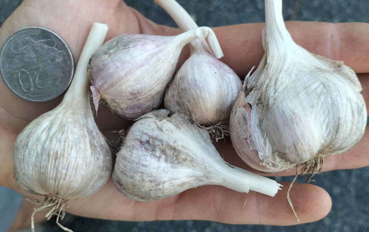 Garlic Seed - Greenpatch Organic Seeds