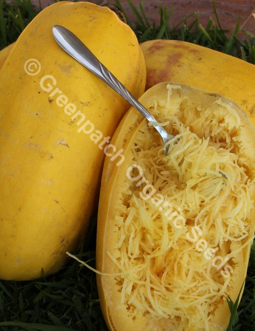 Squash Seed - Heirloom Varieties - Greenpatch Organic Seeds