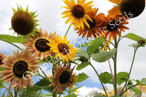 Sunflower Evening Sun Seed - Greenpatch Organic Seeds