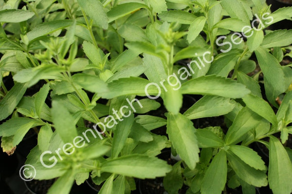 Sweet Leaf - Stevia Plant - Greenpatch Organic Seeds