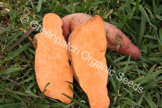 Sweet Potato Plants - Greenpatch Organic Seeds