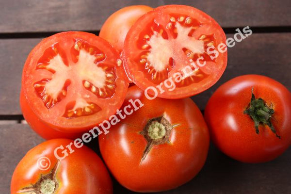 College Challenger Tomato Seed - Greenpatch Organic Seeds