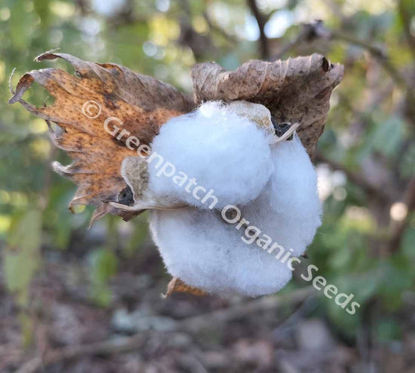 Tree Cotton Seed - Greenpatch Organic Seeds