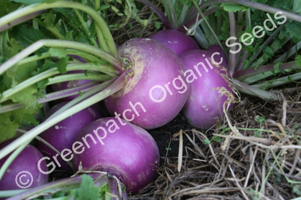 Purple Top Turnip Seed - Greenpatch Organic Seeds