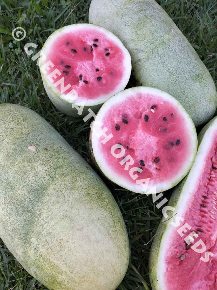 Watermelon Seed - Red and Golden Varieties - Greenpatch Organic Seeds