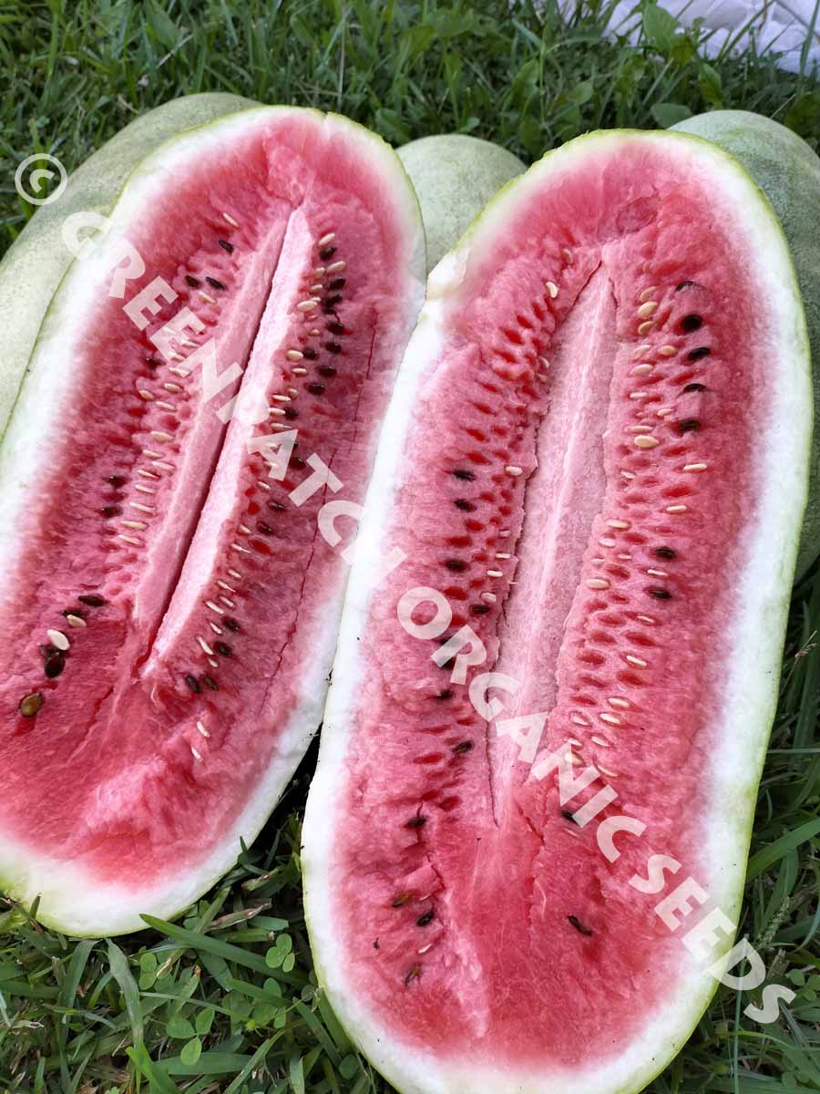 Watermelon Seed - Red and Golden Varieties - Greenpatch Organic Seeds
