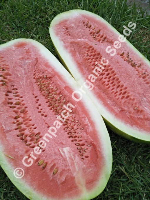 Watermelon Seed - Red and Golden Varieties - Greenpatch Organic Seeds