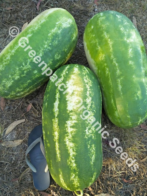 Watermelon Seed - Red and Golden Varieties - Greenpatch Organic Seeds