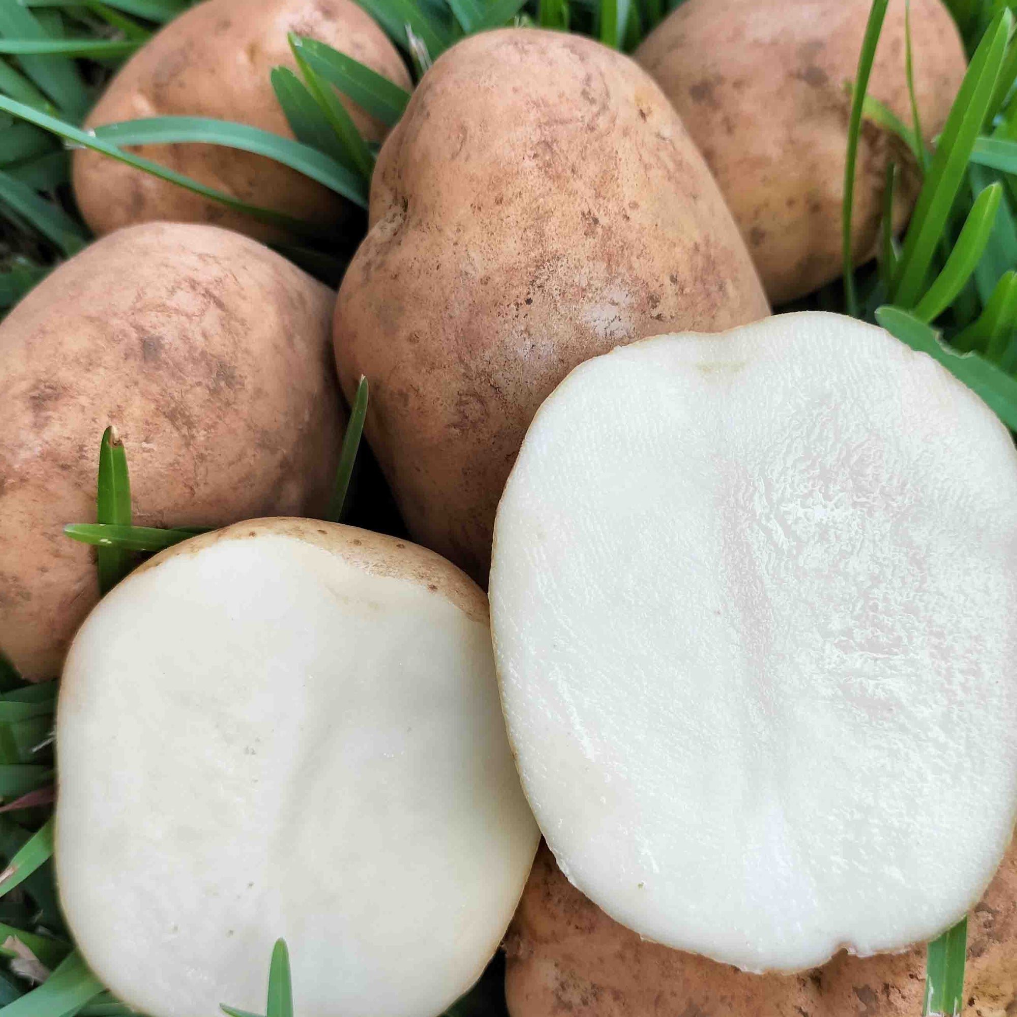 Seed Potato - White Star - Greenpatch Organic Seeds