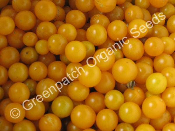 Tomato Yellow Cherry Currant Seed - Greenpatch Organic Seeds