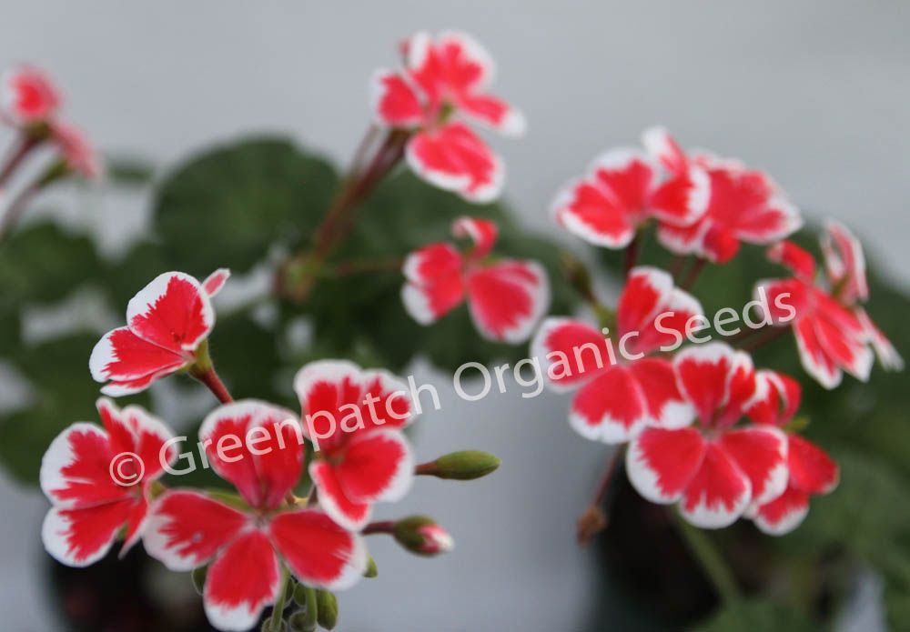 Zonal Geranium Plants - Greenpatch Organic Seeds