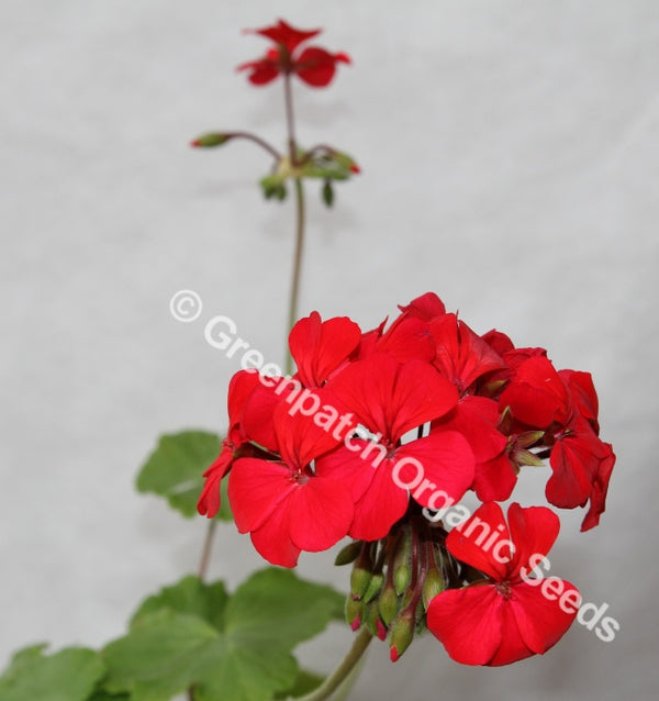 Paul Crampel Zonal Geranium Plants - Greenpatch Organic Seeds