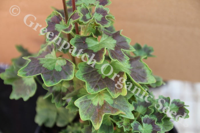 Zonal Geranium Plants - Greenpatch Organic Seeds