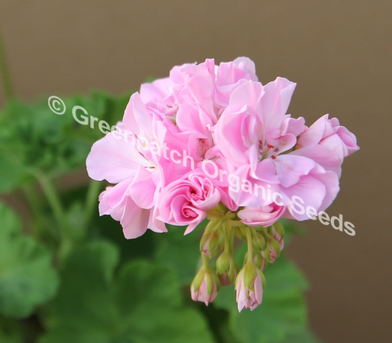 Zonal Geranium Plants - Greenpatch Organic Seeds