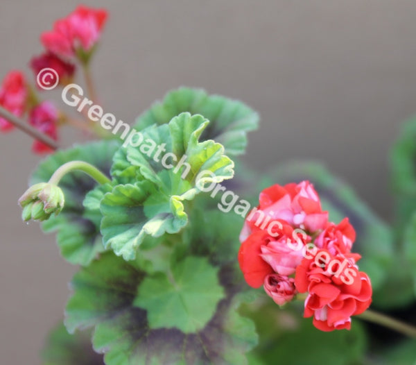 Orange Rosebud Geranium Plants - Greenpatch Organic Seeds
