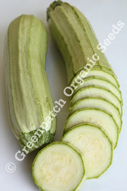 Romanesco Zucchini Seed - Greenpatch Organic Seeds