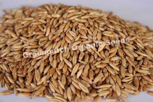 Organic Oat Seed - Greenpatch Organic Seeds