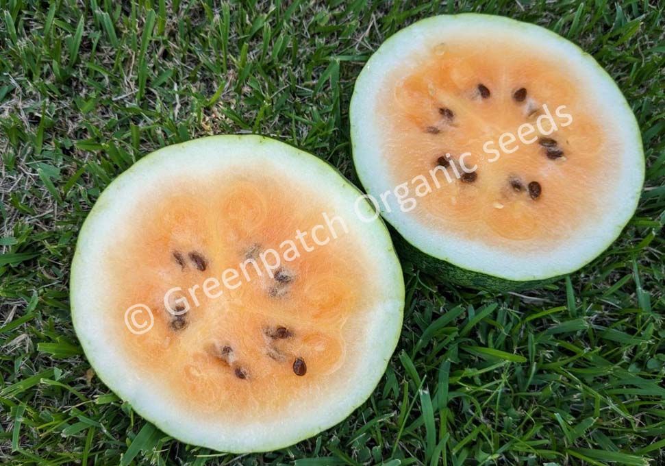 Watermelon Seed - Red and Golden Varieties - Greenpatch Organic Seeds