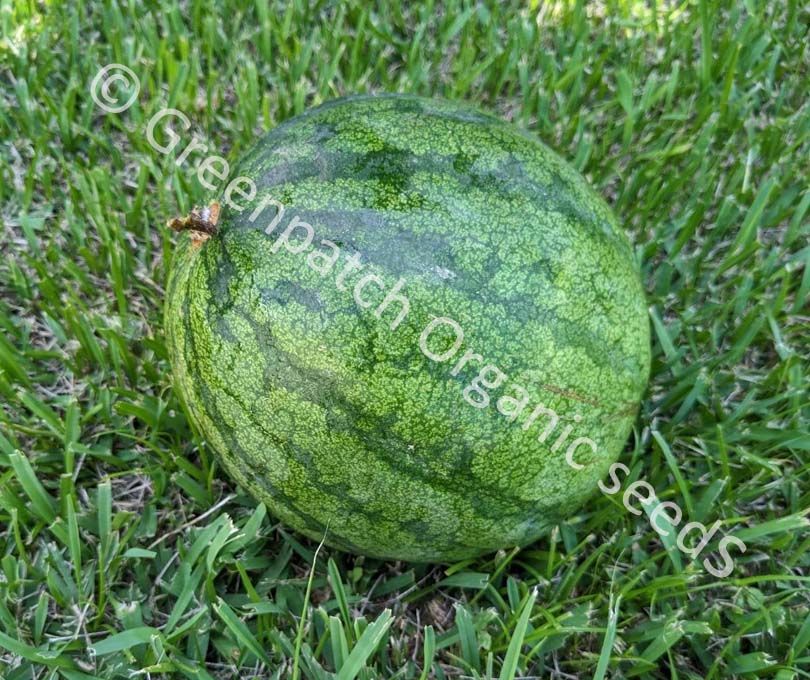 Watermelon Seed - Red and Golden Varieties - Greenpatch Organic Seeds