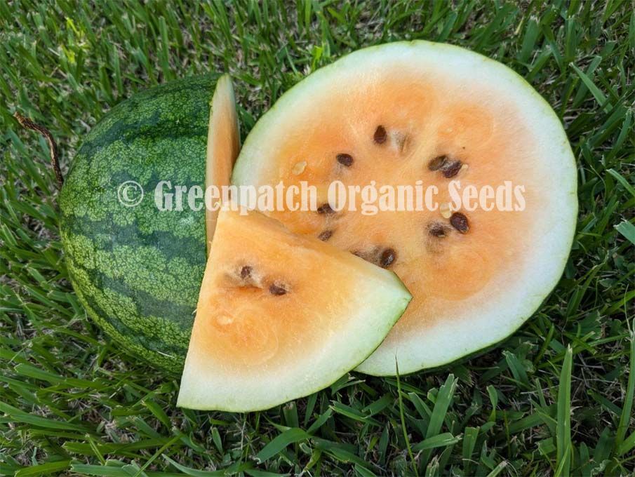 Watermelon Seed - Red and Golden Varieties - Greenpatch Organic Seeds