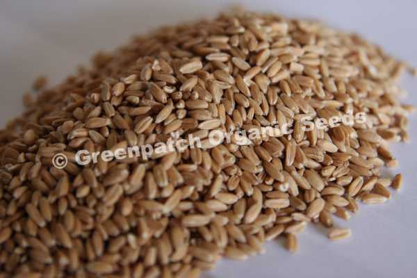 Buy Organic Wheat Grass Seed - Greenpatch Organic Seeds